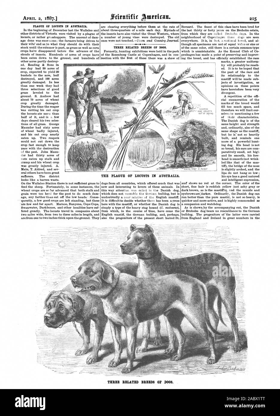 Three related breeds hi-res stock photography and images - Alamy