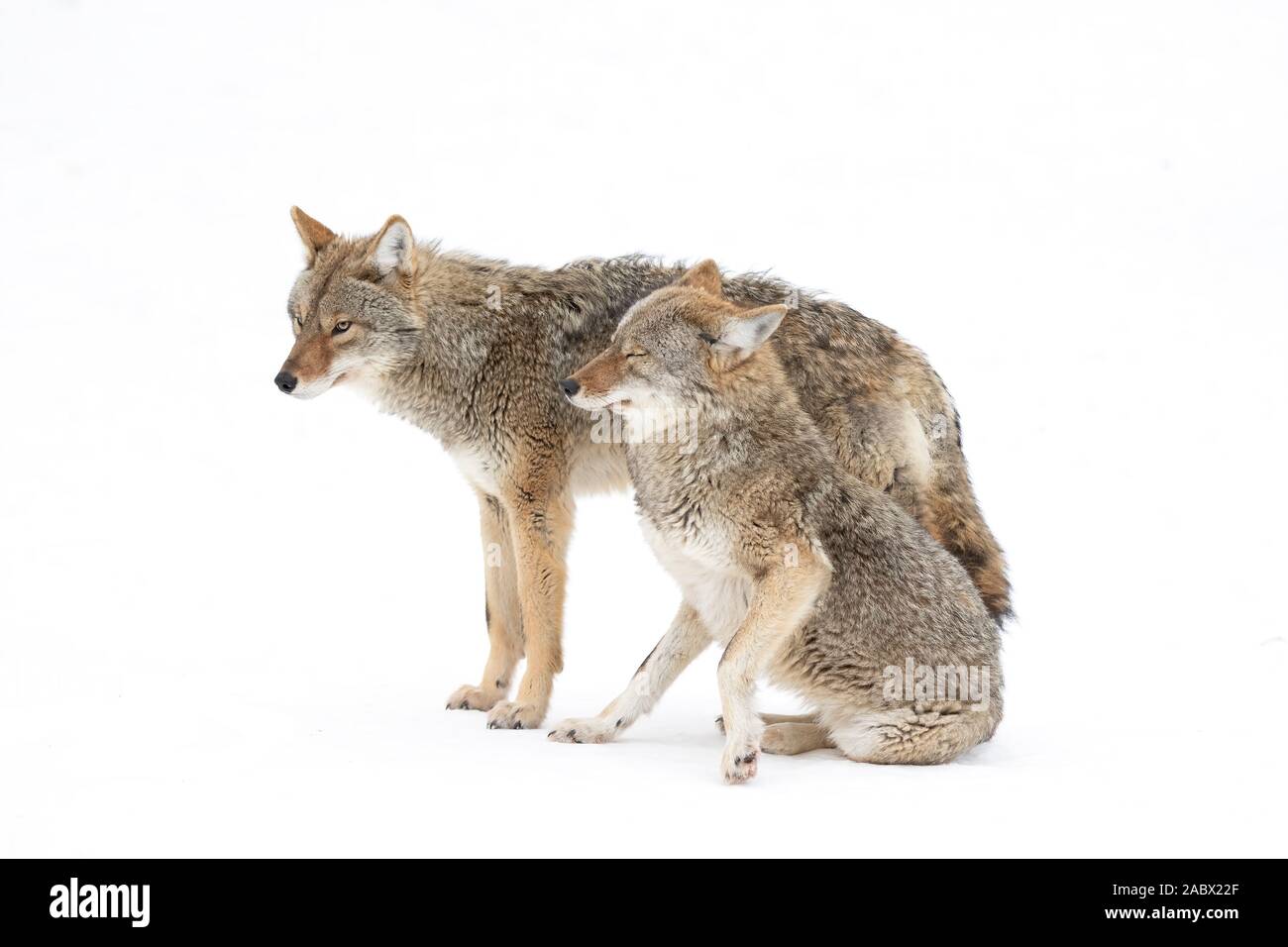 Two Coyotes Canis latrans isolated on white background walking and ...