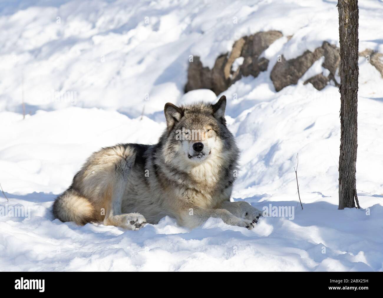 Wild Grey Wolf Sitting Snow High Resolution Stock Photography and ...