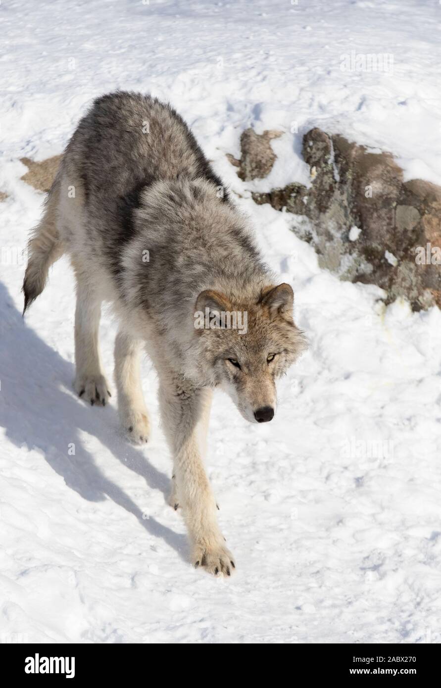 A lone Timber Wolf or Grey Wolf Canis lupus isolated on white ...