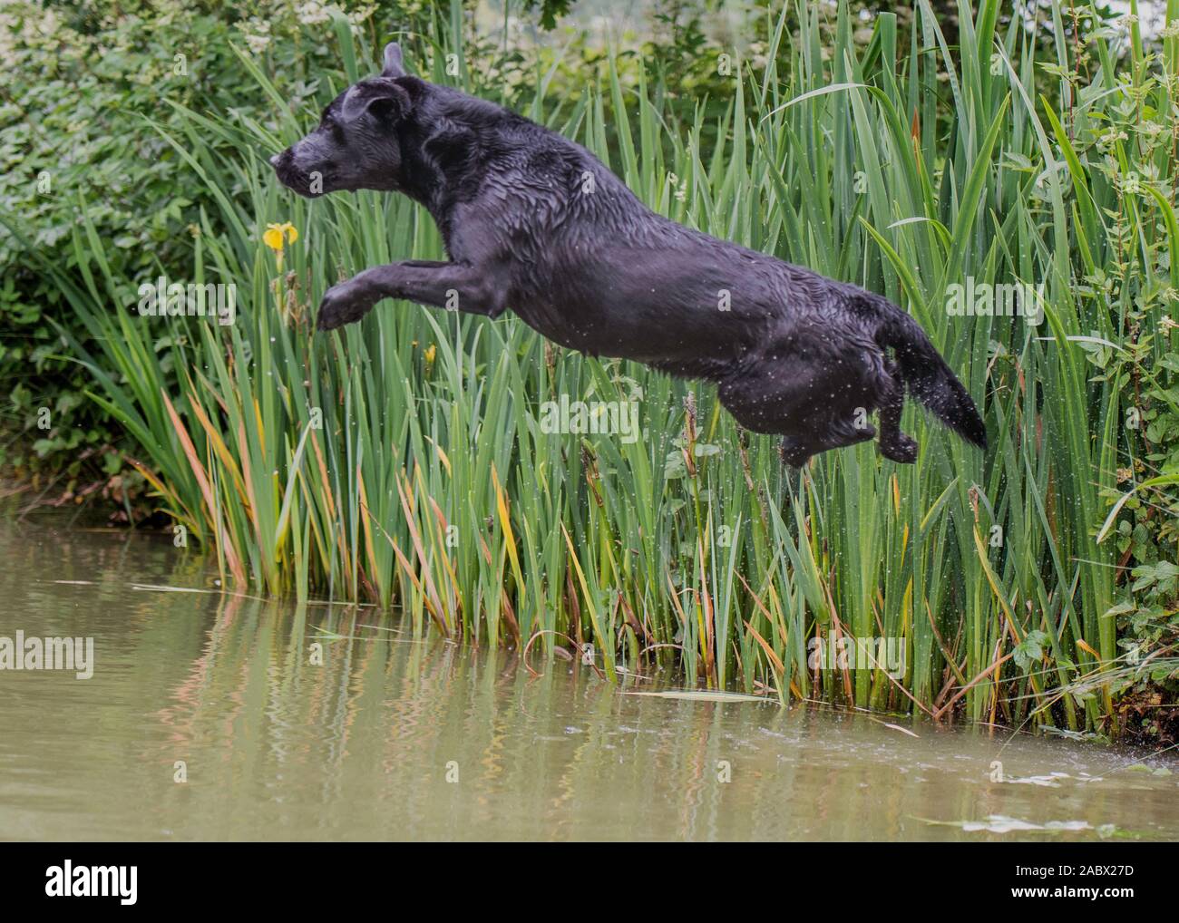 Black labrador jumping into water hi-res stock photography and images ...