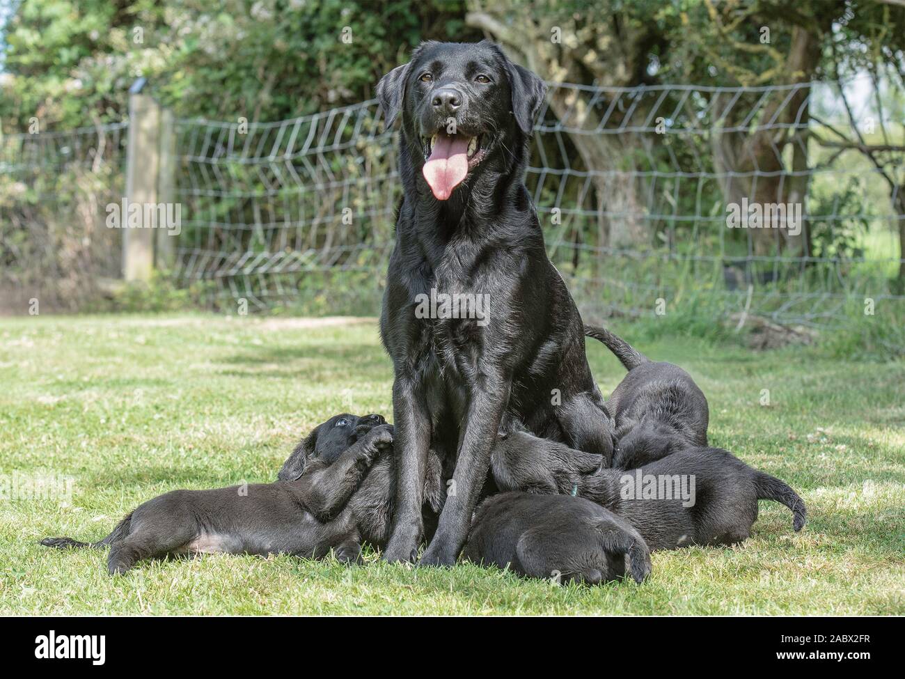 a black labrador feeding her litter of puppies Stock Photo - Alamy