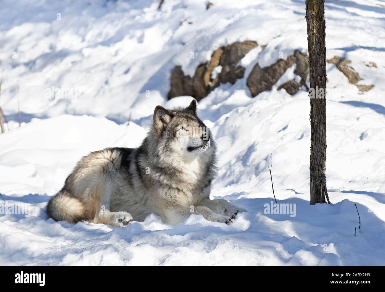 Wild grey wolf sitting snow hi-res stock photography and images - Alamy