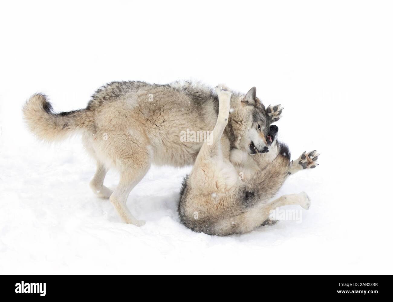 Timber wolves or grey wolves Canis lupus wolf pack isolated on white ...