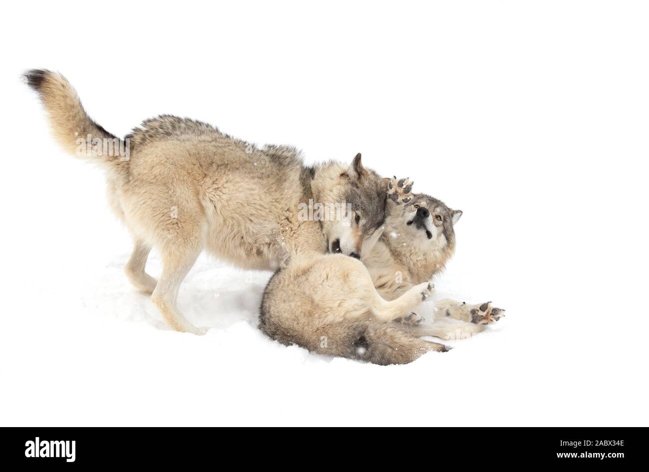 Timber wolves or grey wolves Canis lupus wolf pack isolated on white ...
