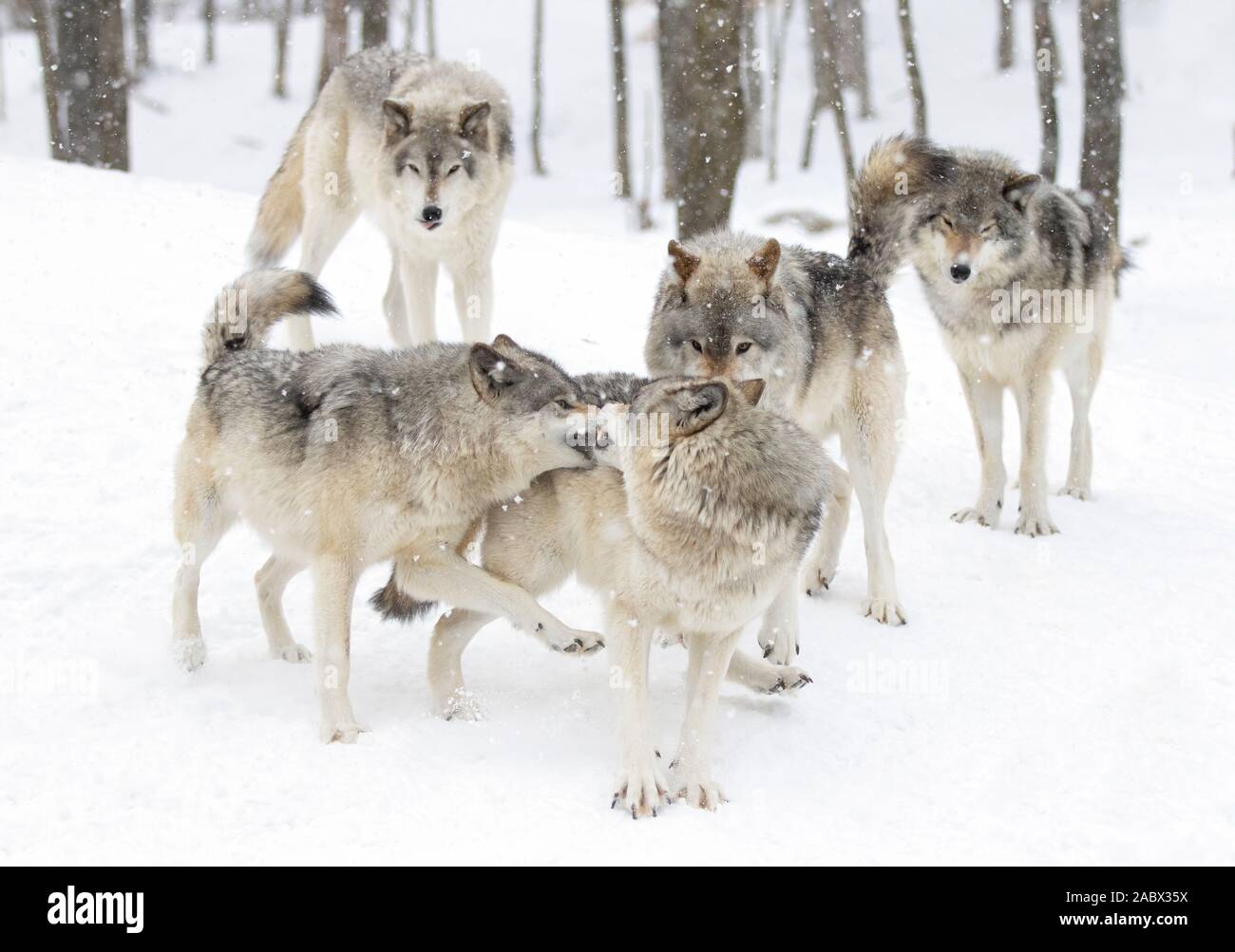 Timber wolves or grey wolves Canis lupus wolf pack isolated on white ...