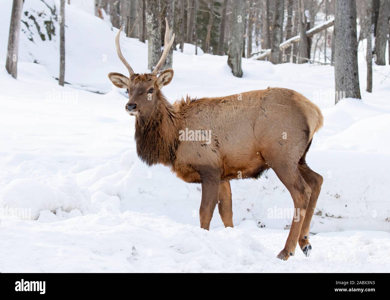 Bull Elk isolated against a white background walking in the winter snow ...