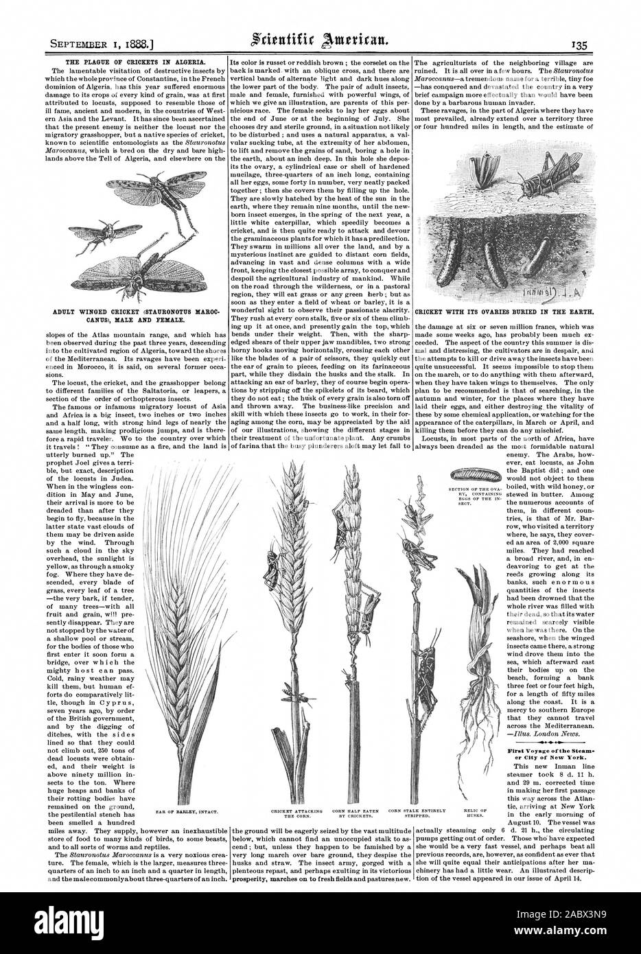 THE PLAGUE OF CRICKETS IN ALGERIA. CANUS) MALE AND FEMALE. CRICKET WITH ...