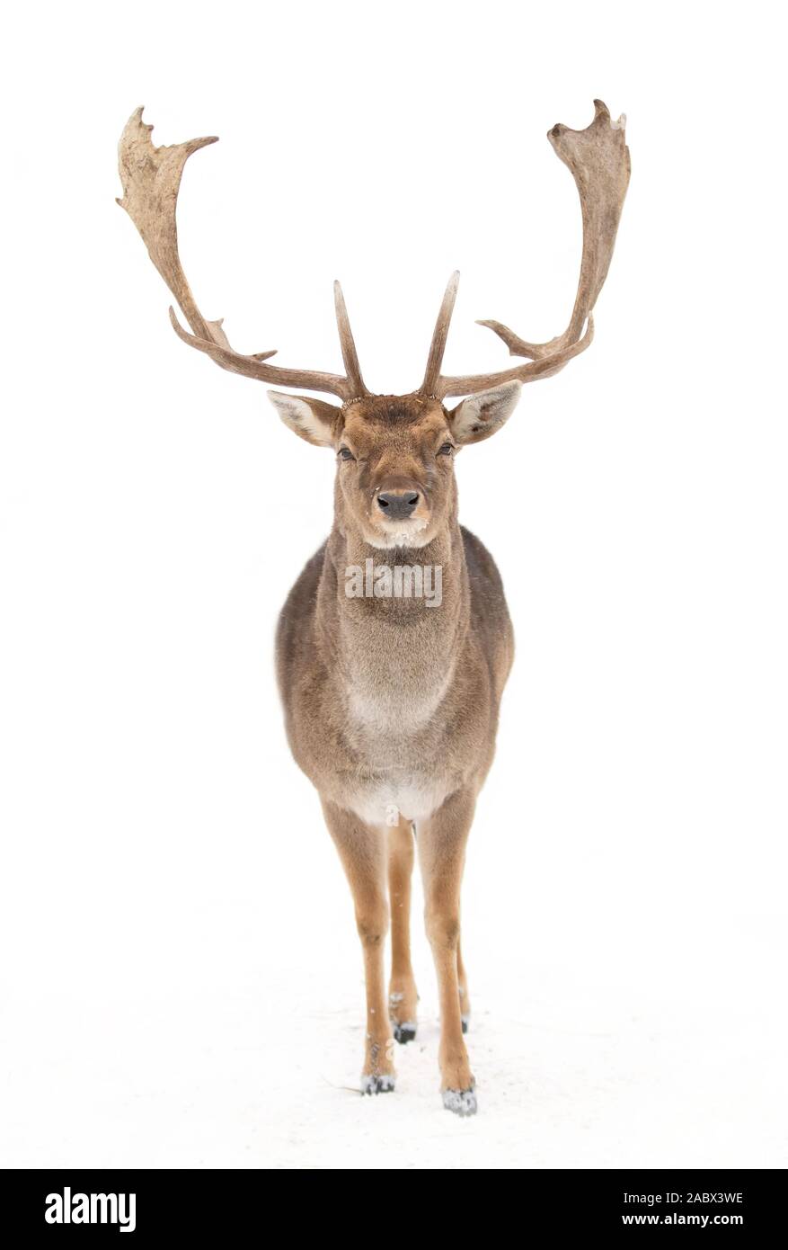 Fallow deer (Dama dama) with large antlers isolated on white background ...