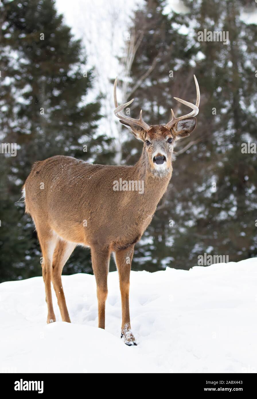 White-tailed deer buck walking in the winter snow in Canada Stock Photo ...