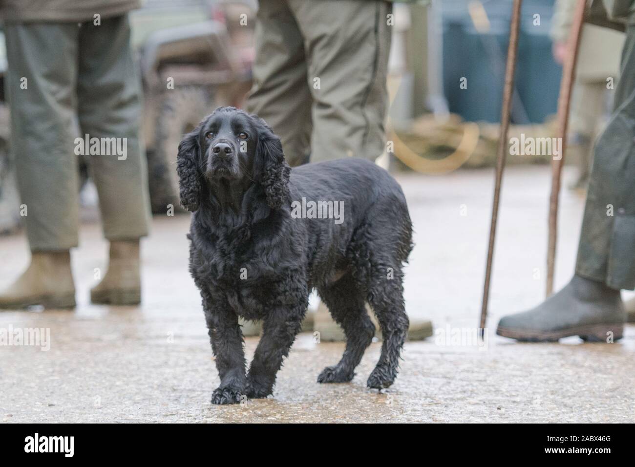 working cocker spaniel dog Stock Photo - Alamy
