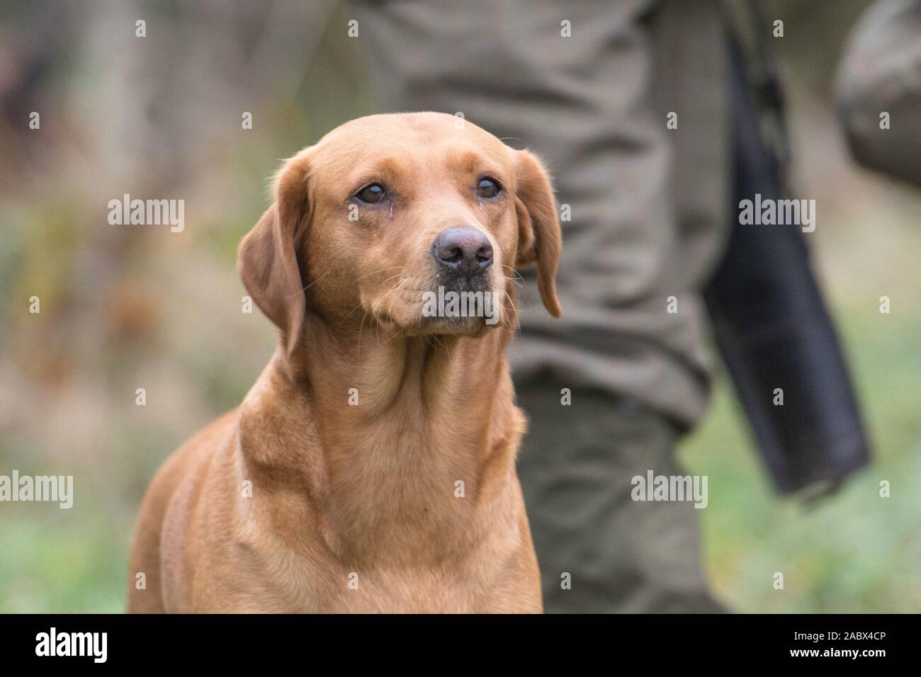 red fox labrador gun dog Stock Photo - Alamy