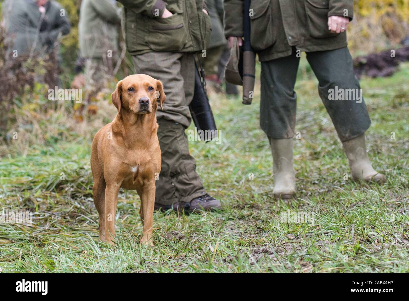 red fox labrador on a pheasant shoot Stock Photo - Alamy