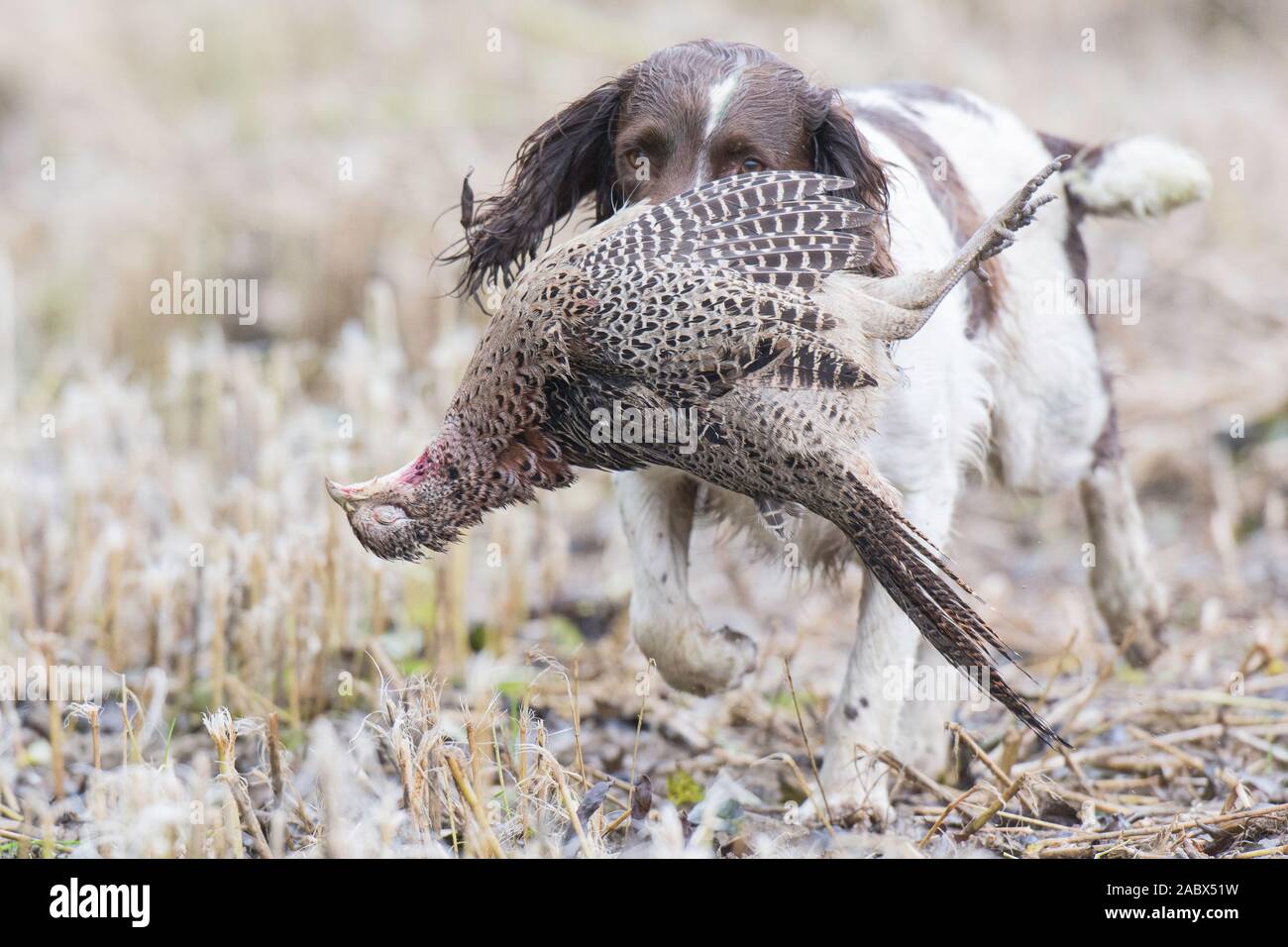 dog retrieving a pheasant Stock Photo - Alamy
