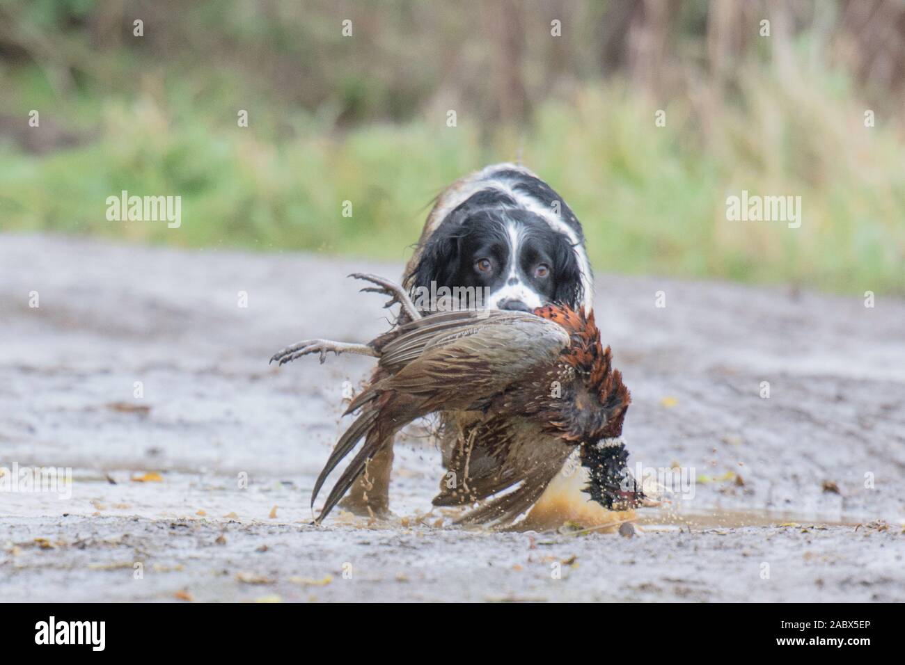 dog retrieving a pheasant Stock Photo - Alamy
