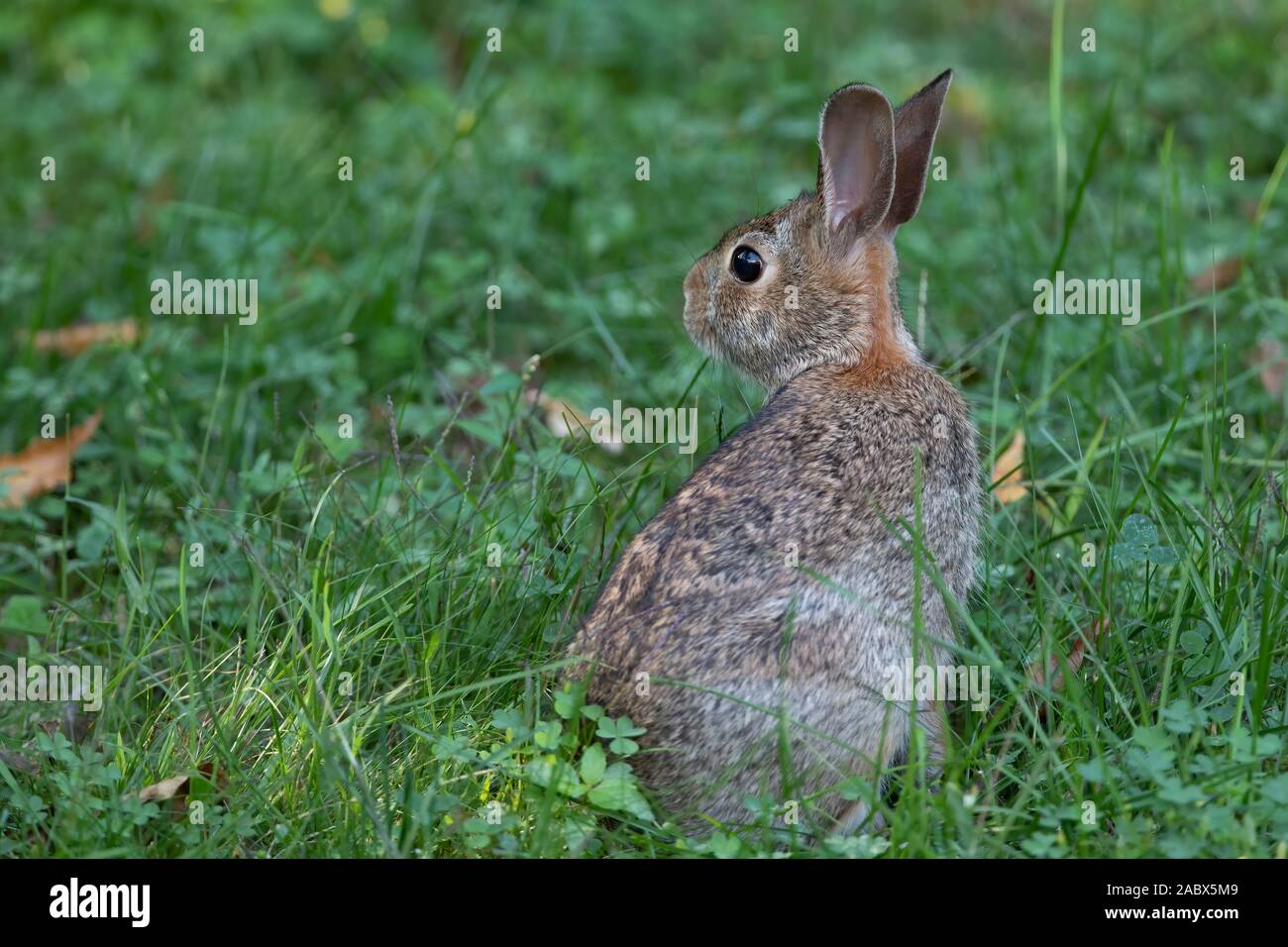 Rabbit and wildflowers hi-res stock photography and images - Alamy