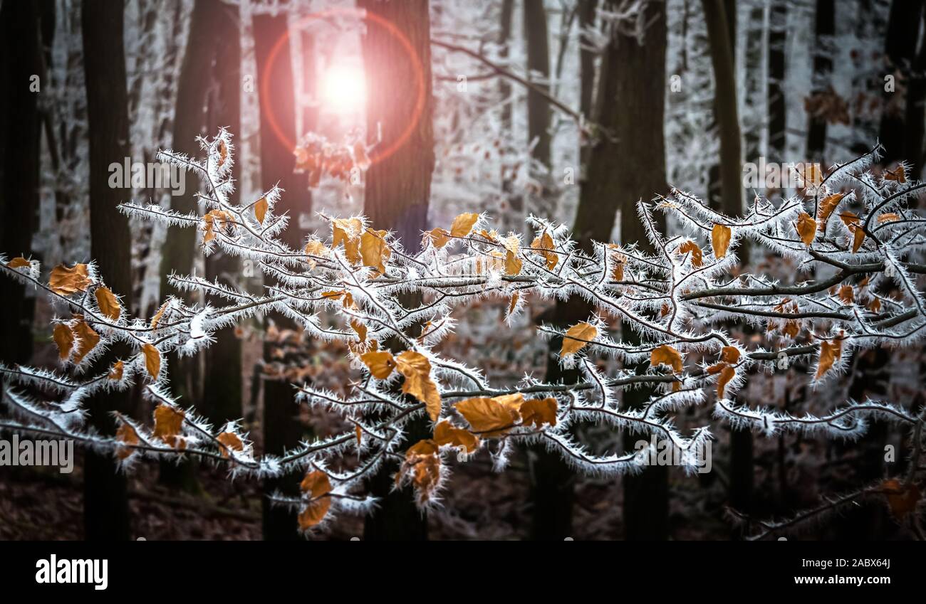 Frosty Branches and Tree Trunks in Winter Sunlight Stock Photo - Alamy