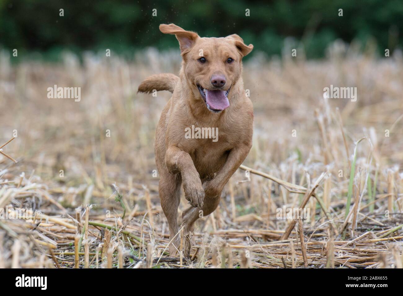 red fox Labrador running towards camera Stock Photo - Alamy