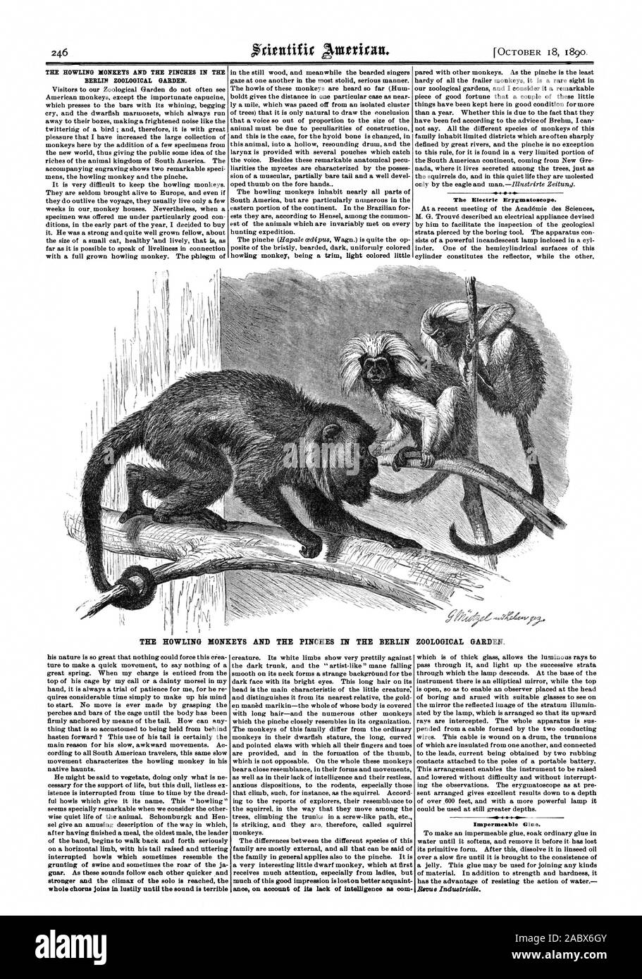 Monkeys howling Black and White Stock Photos & Images - Alamy