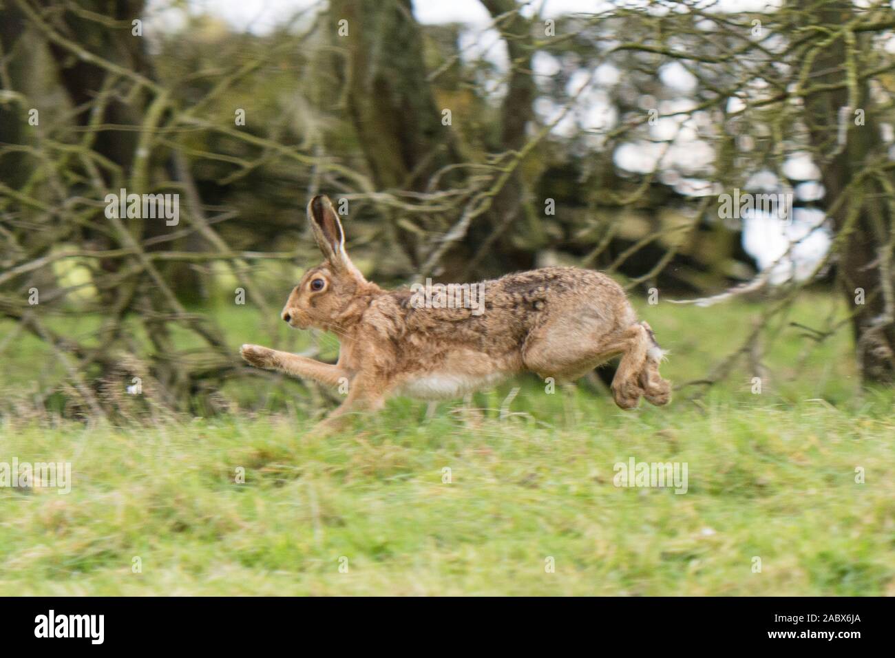 Hare running fast hi-res stock photography and images - Alamy
