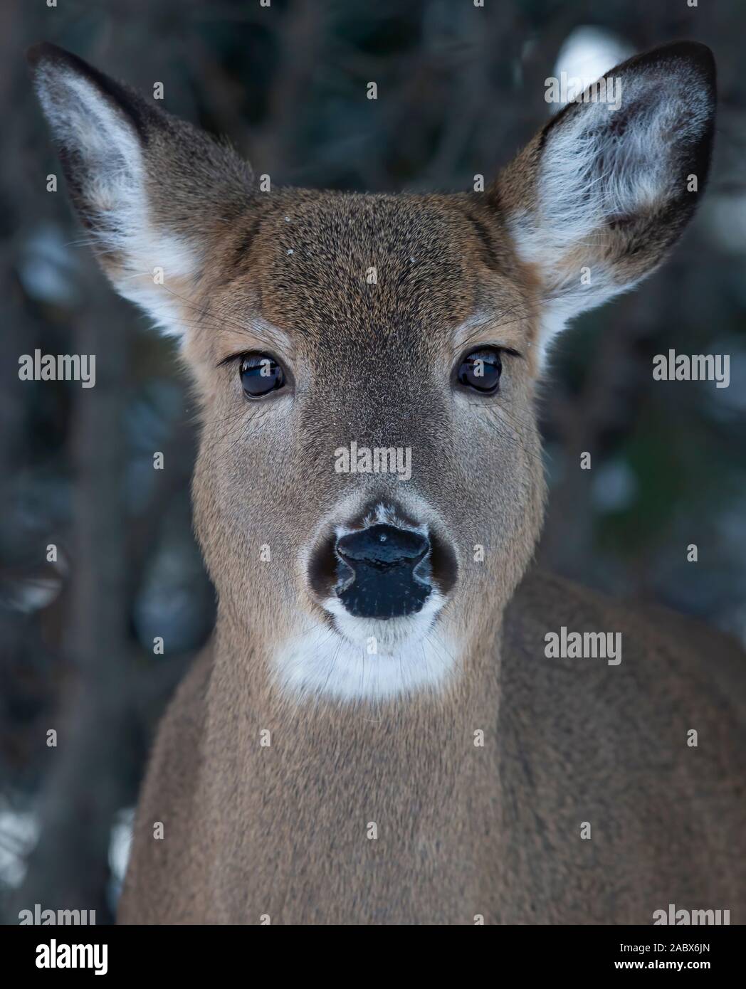 White male brown female deer hi-res stock photography and images - Alamy
