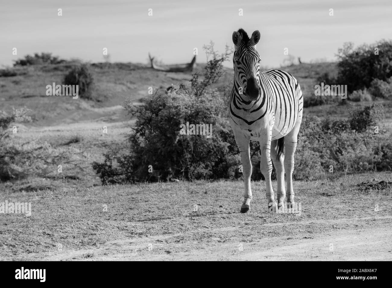 Plains (or Common) Zebra Stock Photo - Alamy