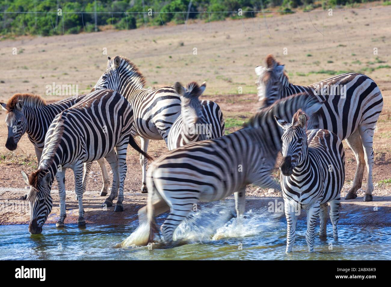 Plains (or Common) Zebra Stock Photo - Alamy