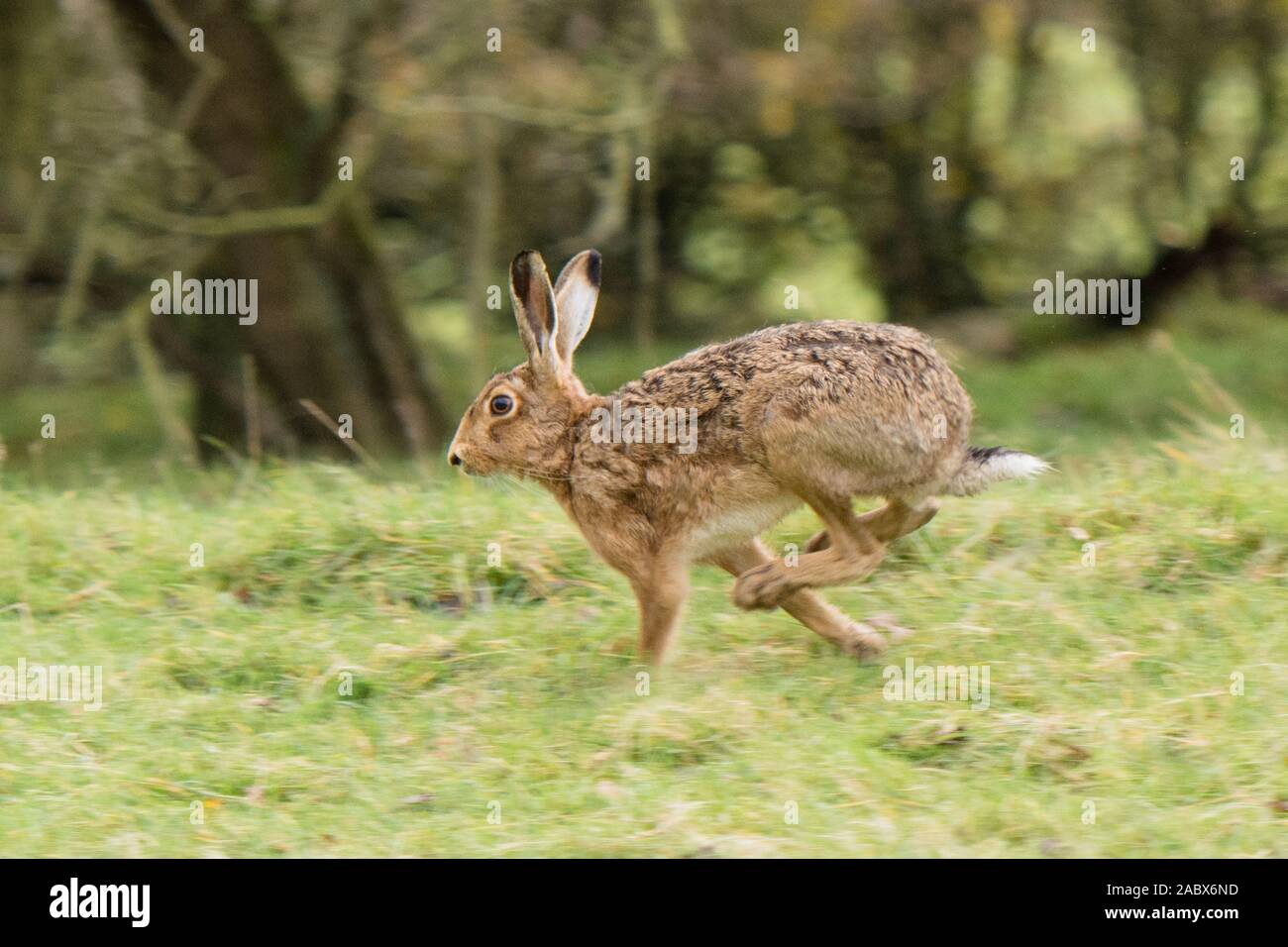 Hare running fast hi-res stock photography and images - Alamy