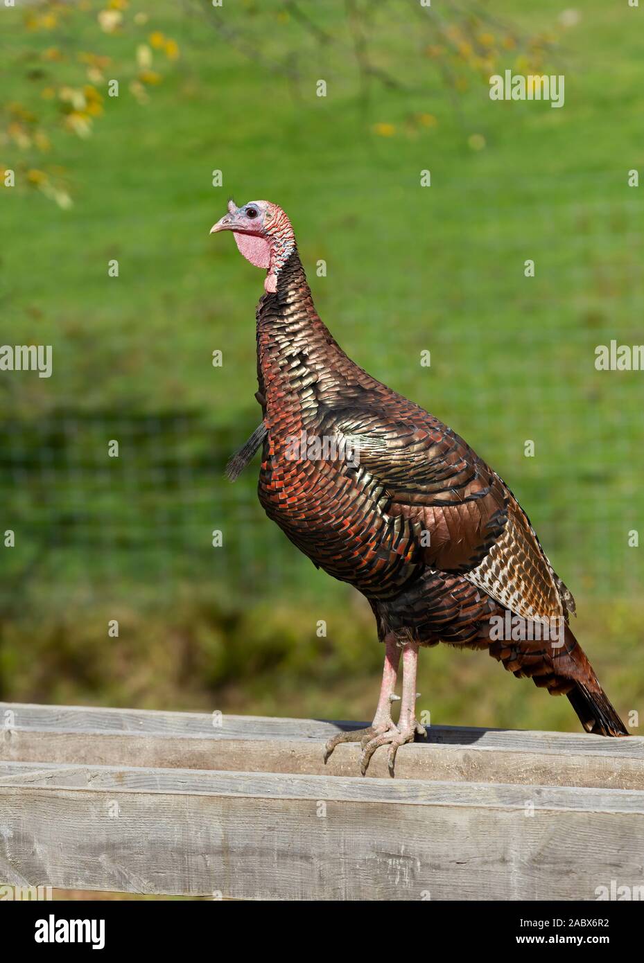Eastern Wild Turkey standing on a fence late spring in Canada Stock ...