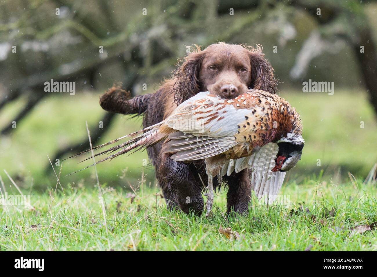 Is Pheasant Ok For Dogs