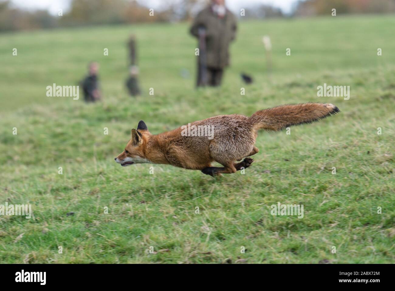 Fox and pheasant hi-res stock photography and images - Alamy
