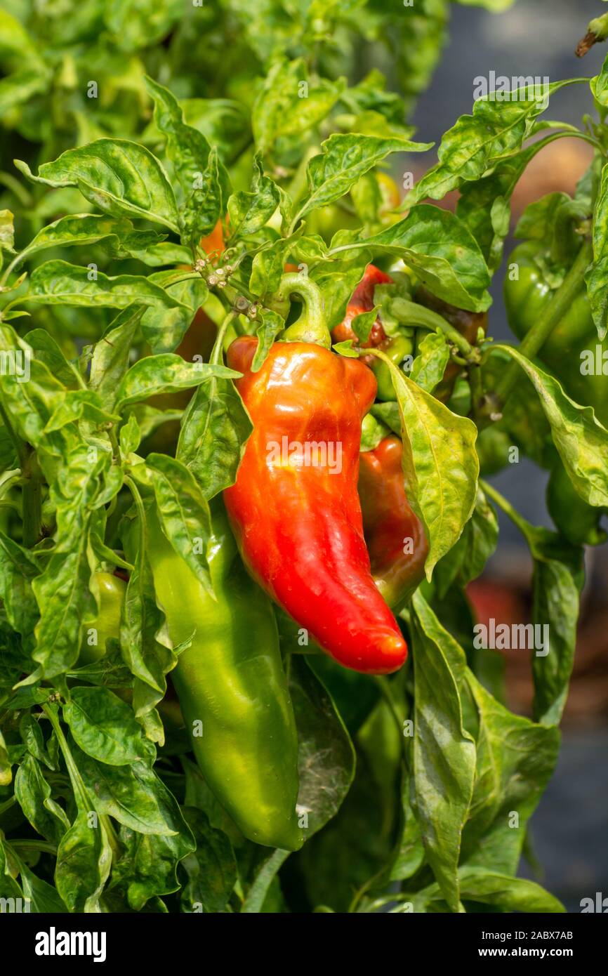 Red sweet turkish paprika vegetable growing on fields in Spain Stock ...
