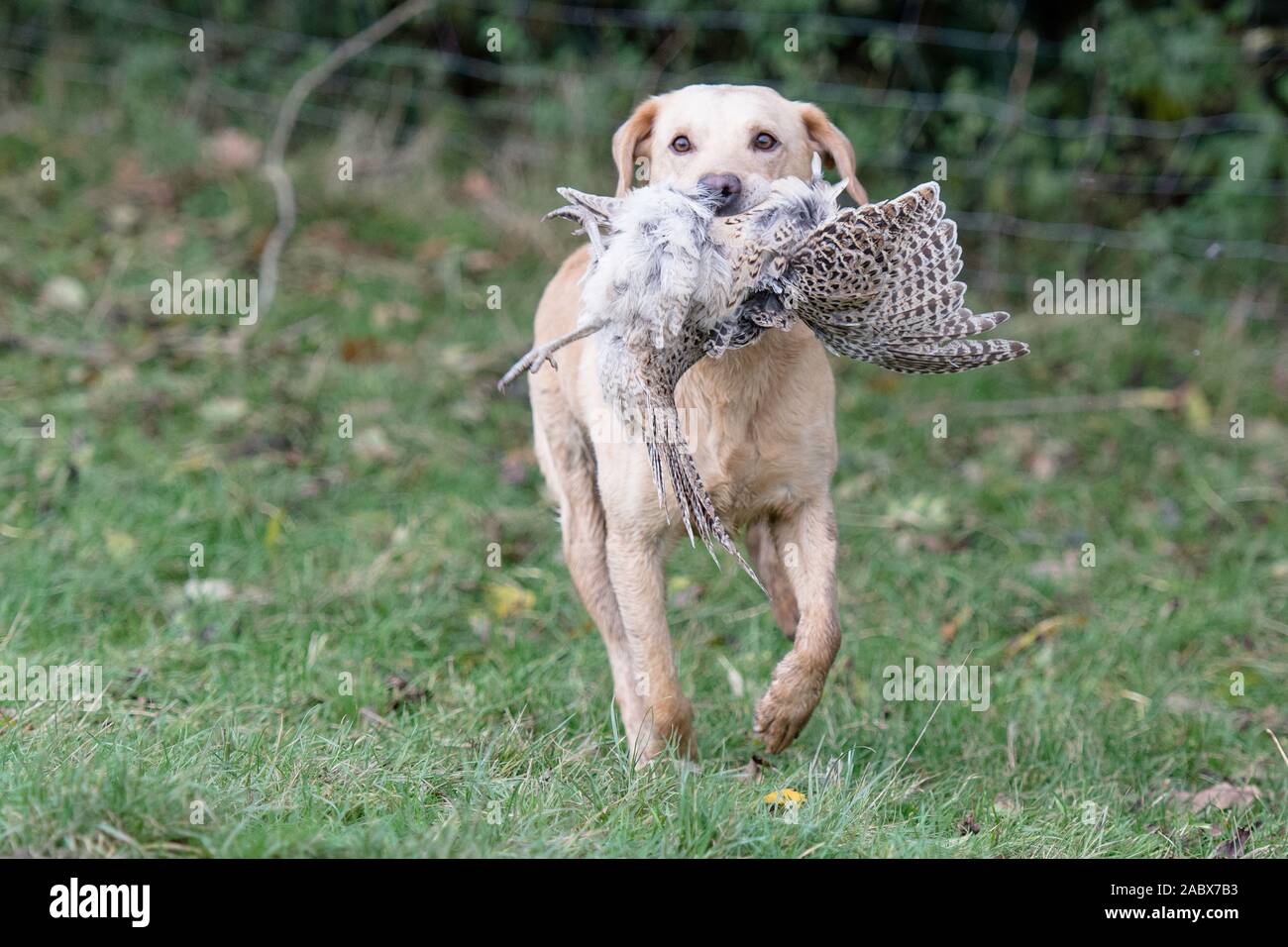 dog retrieving a pheasant Stock Photo - Alamy