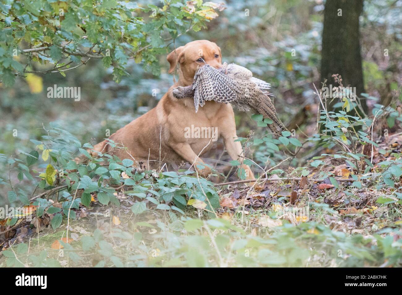 dog retrieving a pheasant Stock Photo - Alamy