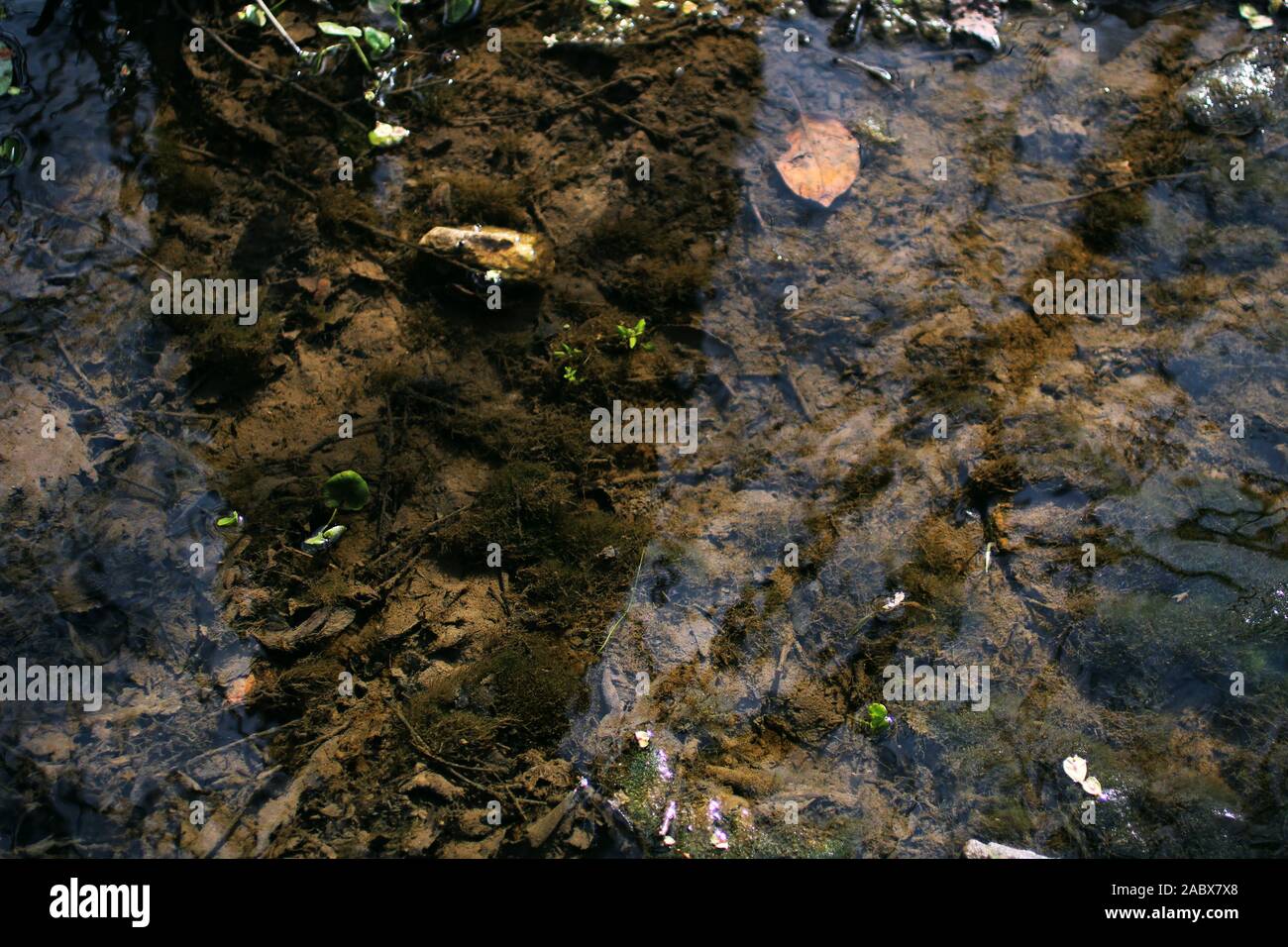 Beautiful shot shallow stream hi-res stock photography and images - Alamy