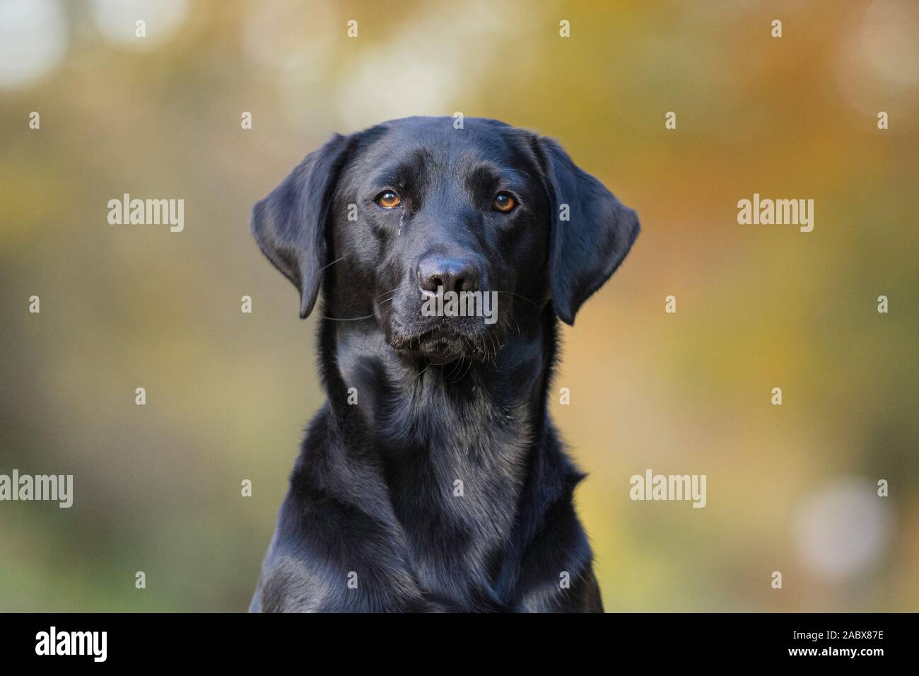 Black lab head shot High Resolution Stock Photography and Images - Alamy