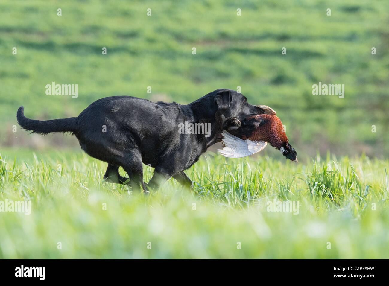 Mans hunting instinct hi-res stock photography and images - Alamy