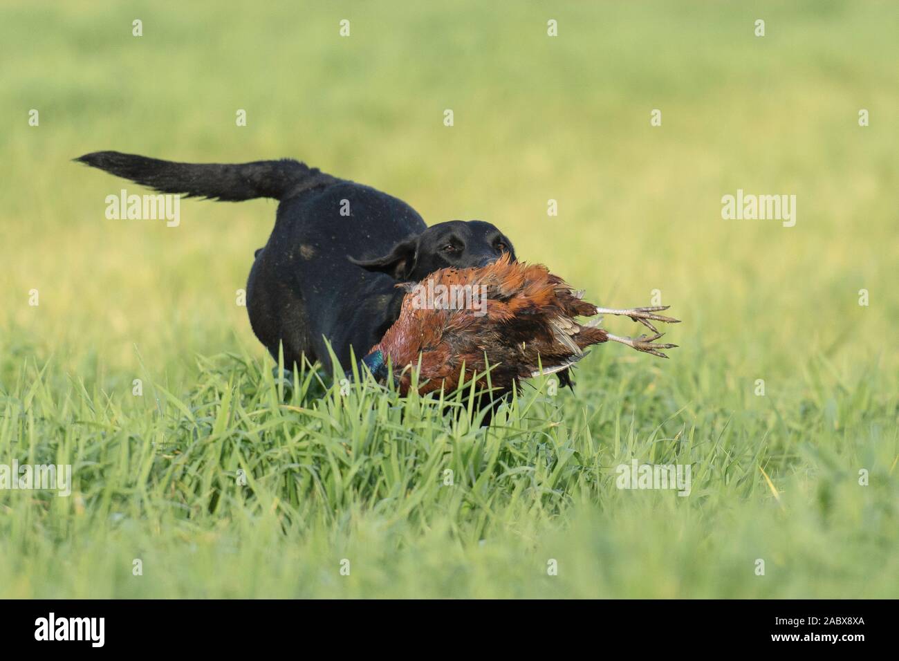 Hunting dog pheasant in mouth hi-res stock photography and images - Alamy