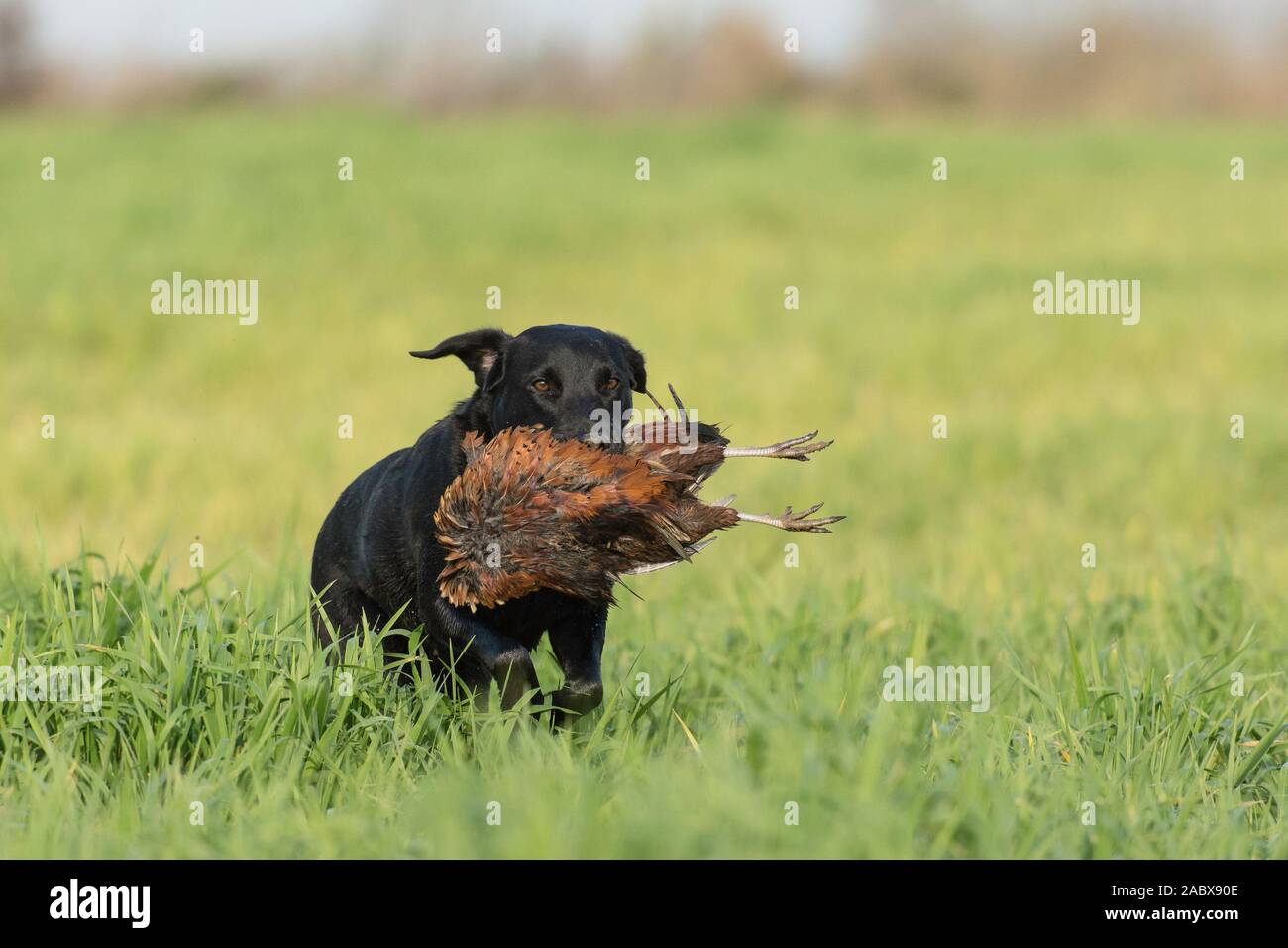 Hunting dog pheasant in mouth hi-res stock photography and images - Alamy