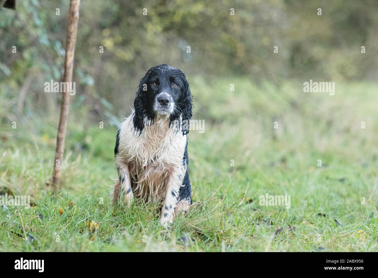 Wet springer spaniel dog hi-res stock photography and images - Alamy