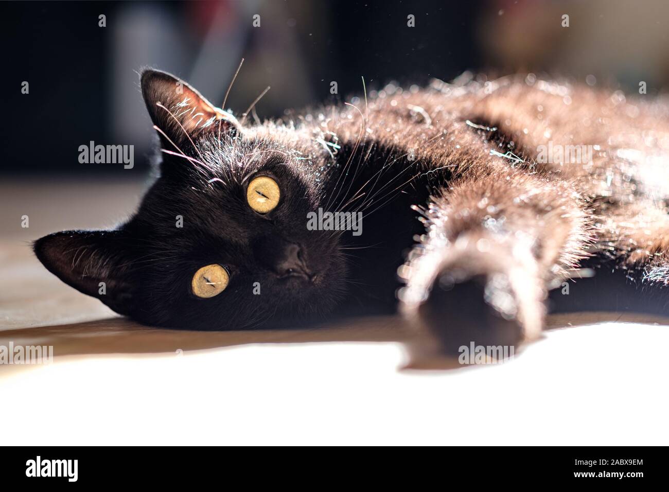 A black cat stretching out on the floor in a London kitchen Stock Photo ...