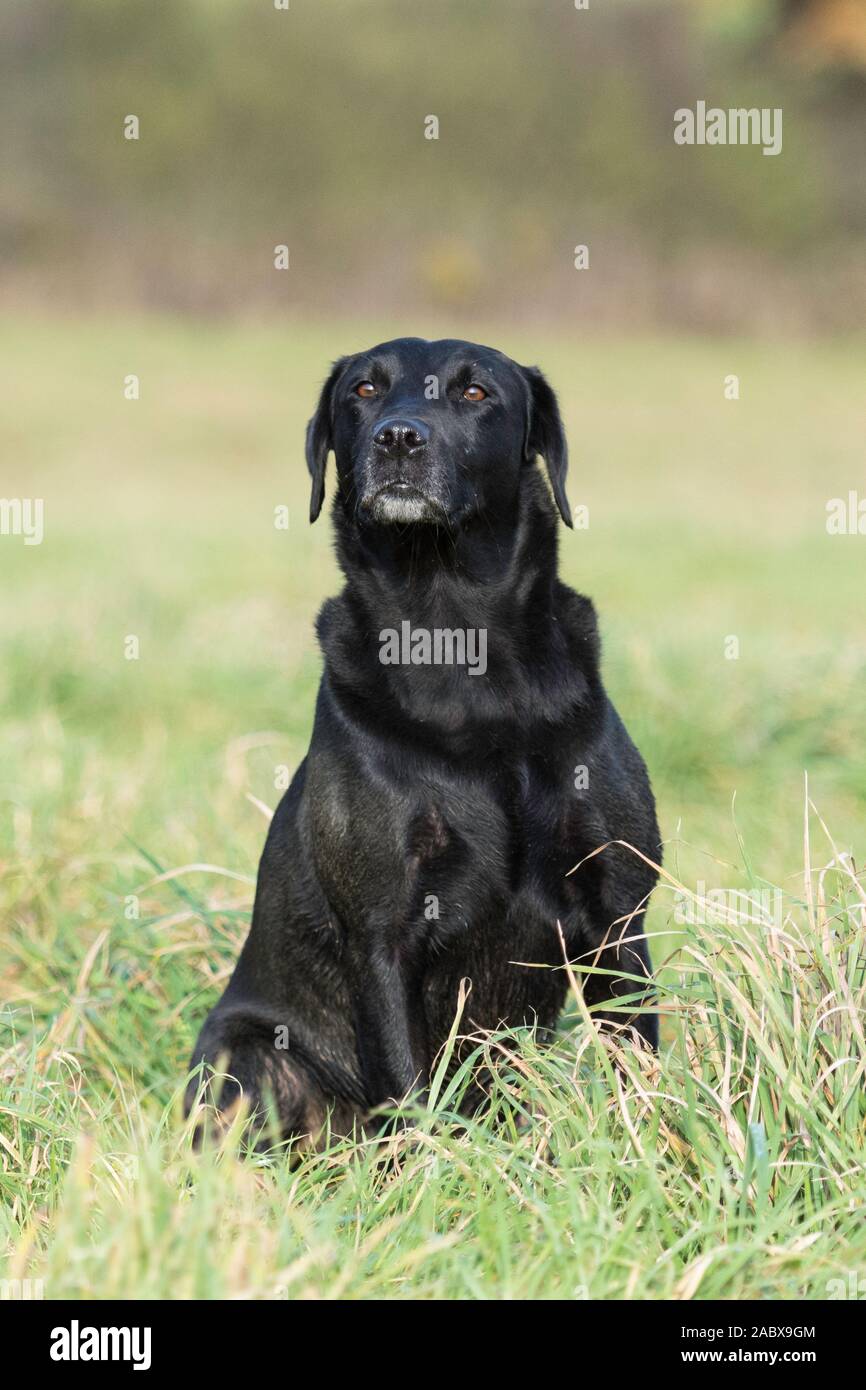 black labrador sitting Stock Photo - Alamy