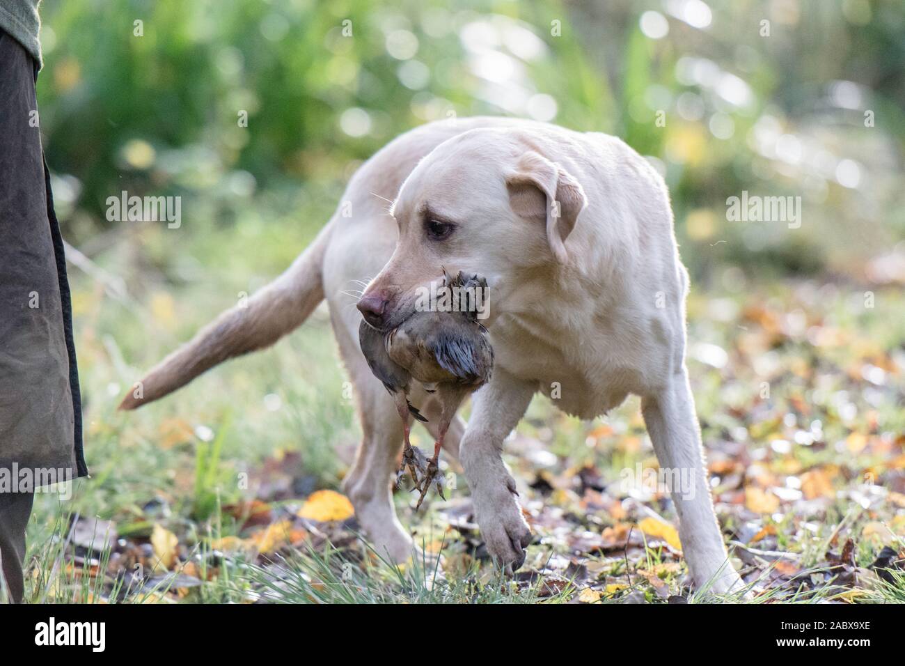 golden labrador retrieving a French partridge Stock Photo - Alamy