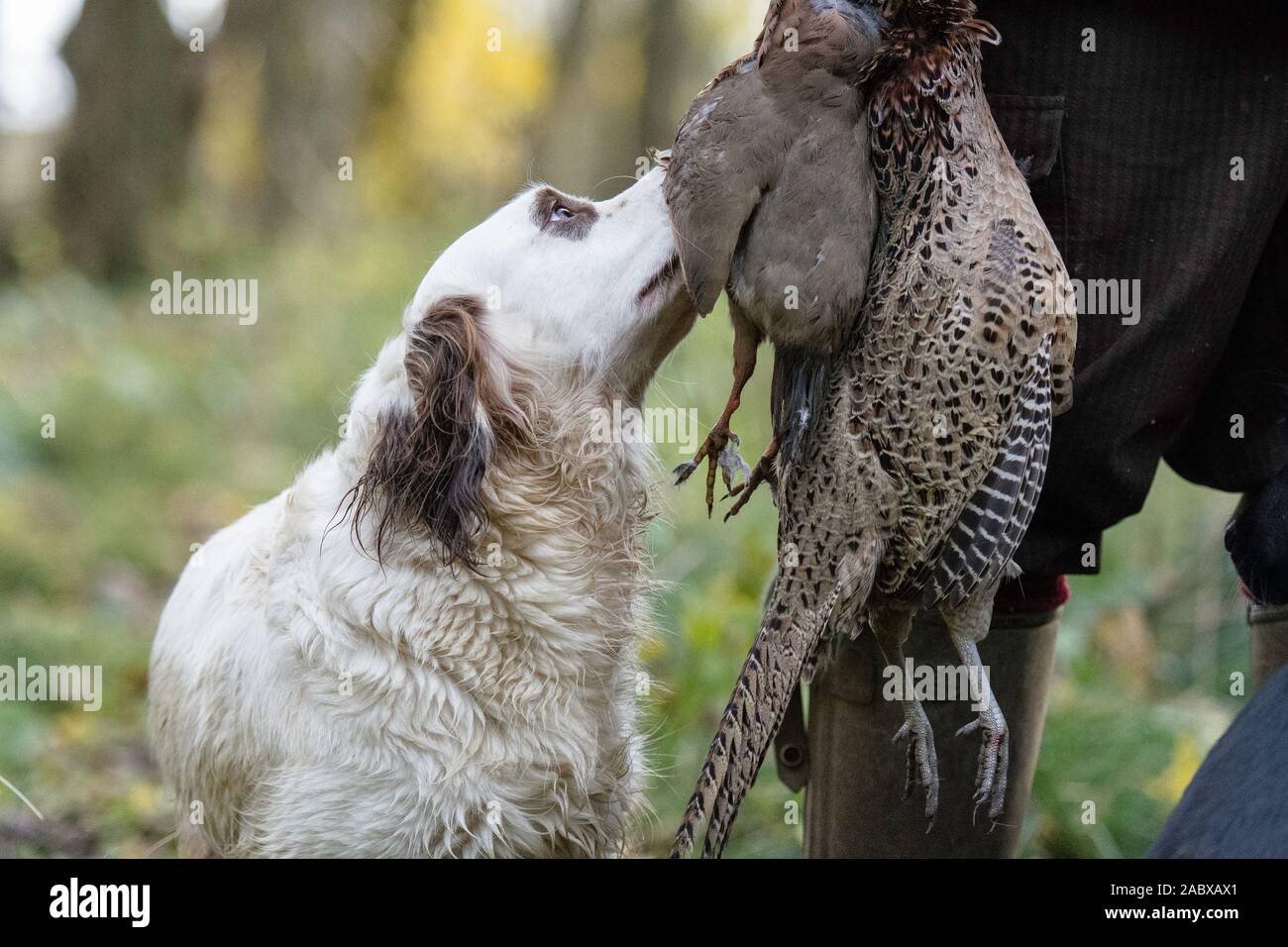 springer spaniel sniffing pheasants Stock Photo - Alamy