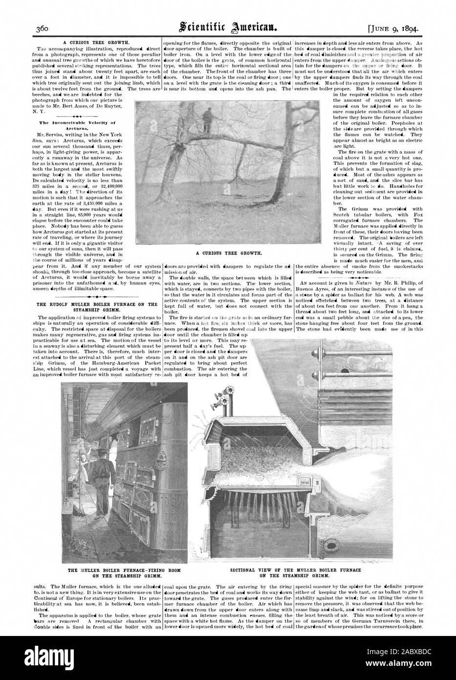 A CURIOUS TREE GROWTH. The Inconceivable Velocity of Arcturus. THE ...