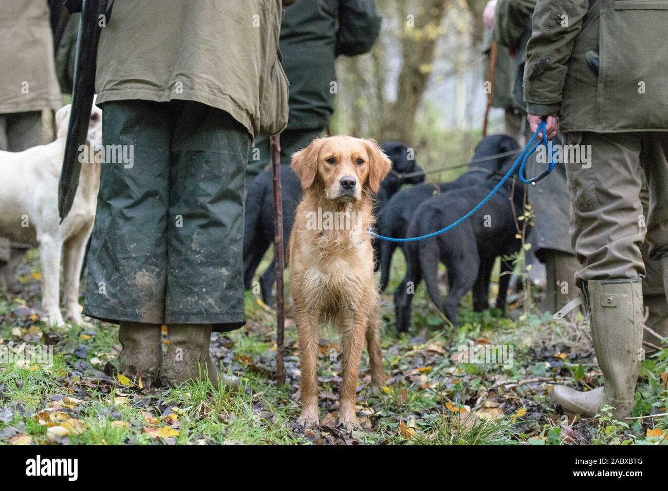 Golden retriever working dog gun hi-res stock photography and images ...