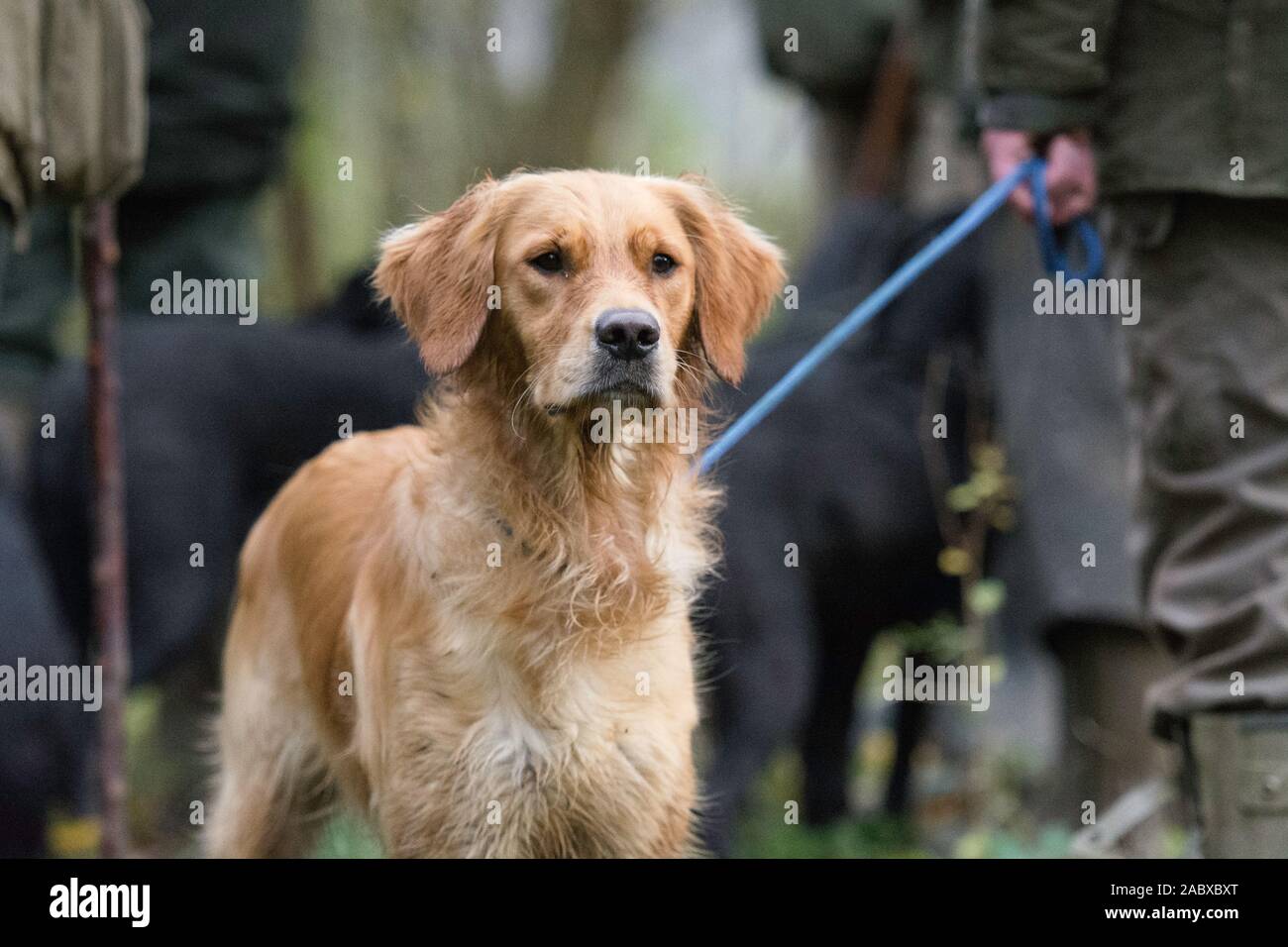 Working golden retriever hi-res stock photography and images - Alamy