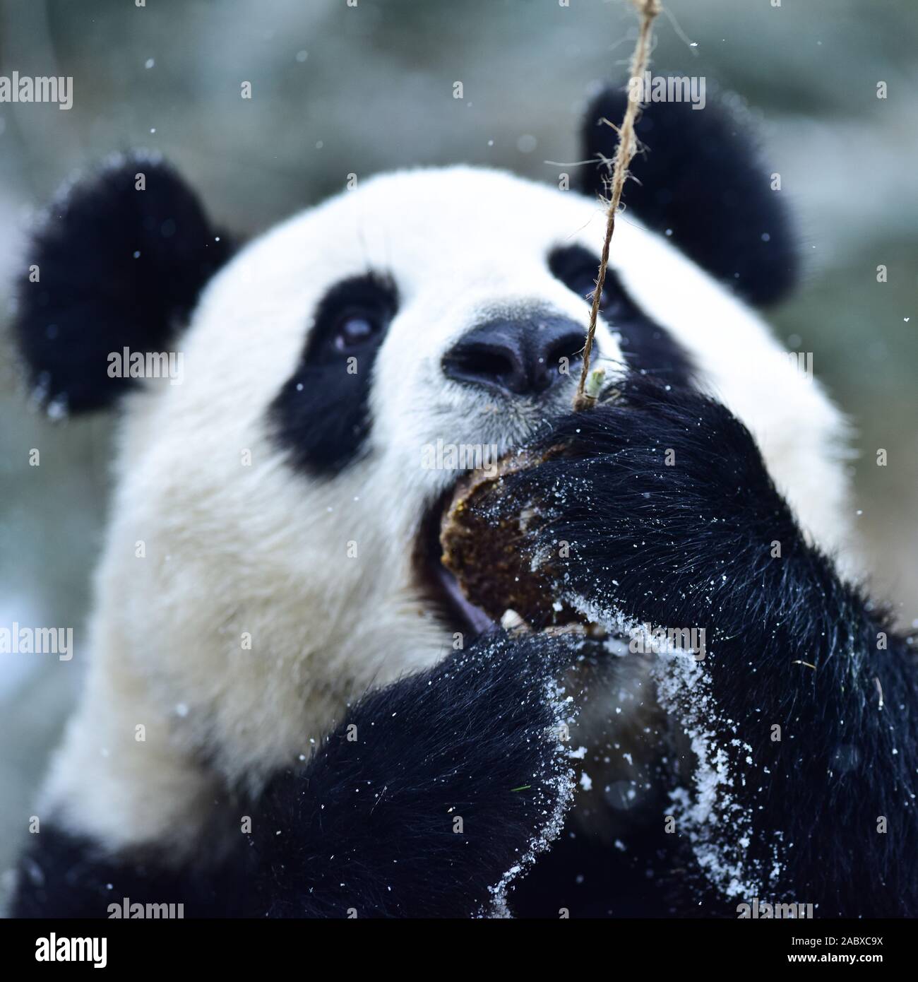 Xining, China's Qinghai Province. 29th Nov, 2019. A giant panda eats ...