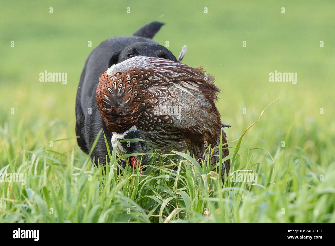 Retrieve hi-res stock photography and images - Alamy