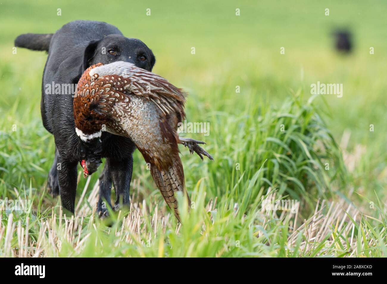 Retrieve dog hi-res stock photography and images - Alamy